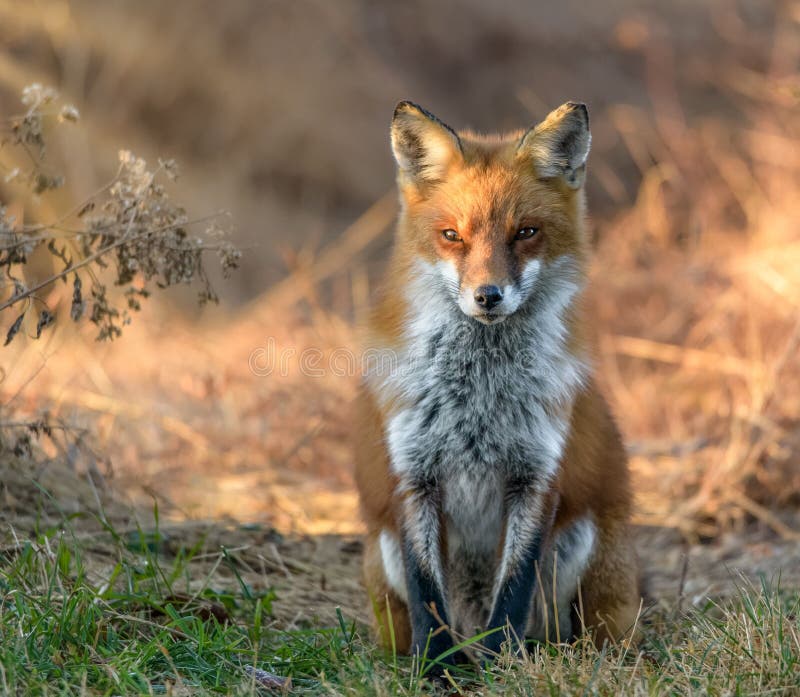 Selective Focus Shot of a Red Fox in the Forest Stock Image - Image of ...