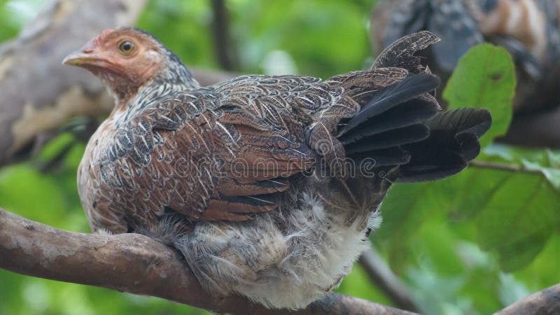 Selective Focus Shot of a Red Junglefowl Tropical Bird Sitting on a ...