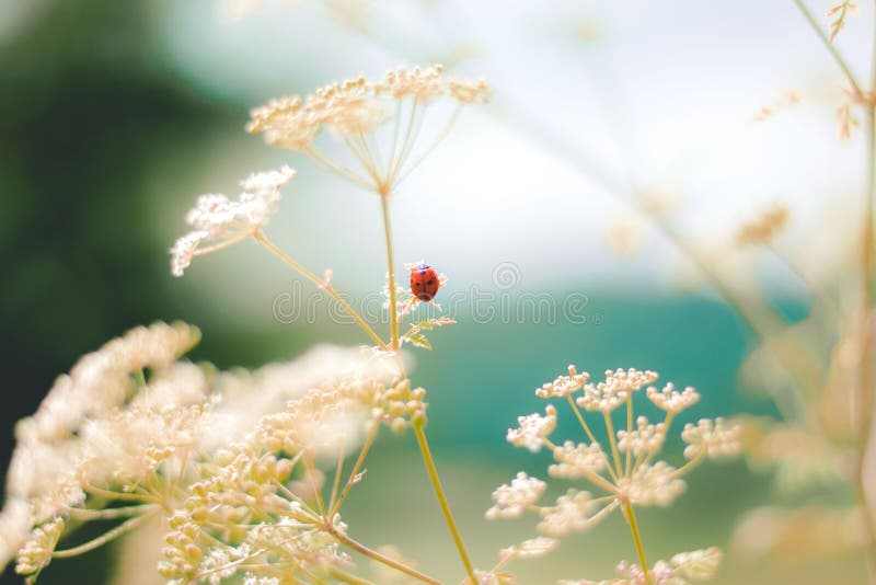 Selective Focus Shot of a Red Ladybug (Coccinellidae ) on a White ...