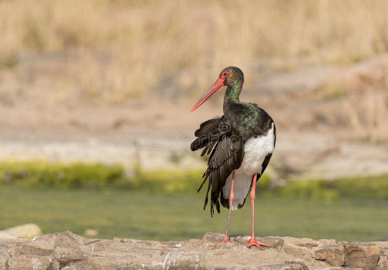 Selective Focus Shot of a Red-legged Black Stork in Nature Stock Photo ...