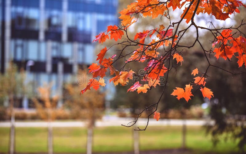 Selective Focus Shot of a Red Maple Tree Branch with Leaves Stock Photo ...