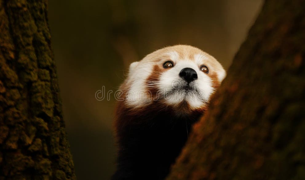 Selective Focus Shot of a Red Panda Climbing a Tree Stock Photo - Image ...