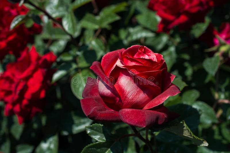 Selective Focus Shot of a Red Rose Blooming Under the Sunlight Stock ...