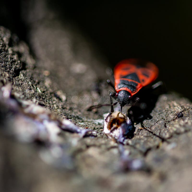 Selective Focus Shot of a Red Soldier Bug Killing Its Prey Stock Photo ...
