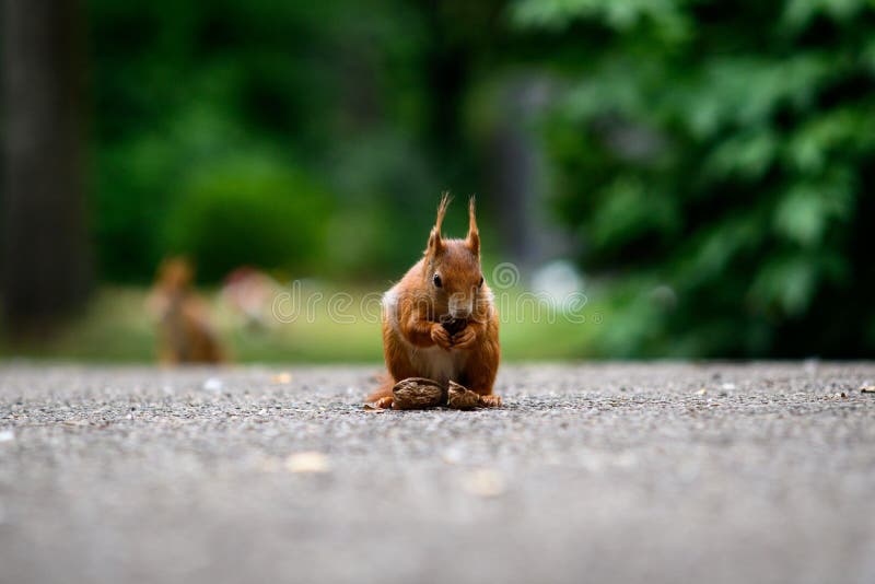 Selective Focus Shot of a Red Squirrel (Sciurus Vulgaris) Eating a Nut ...