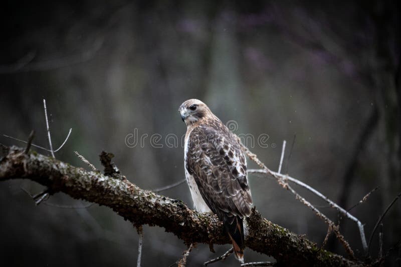 Selective Focus Shot of a Red-tailed Hawk Bird Stock Image - Image of ...
