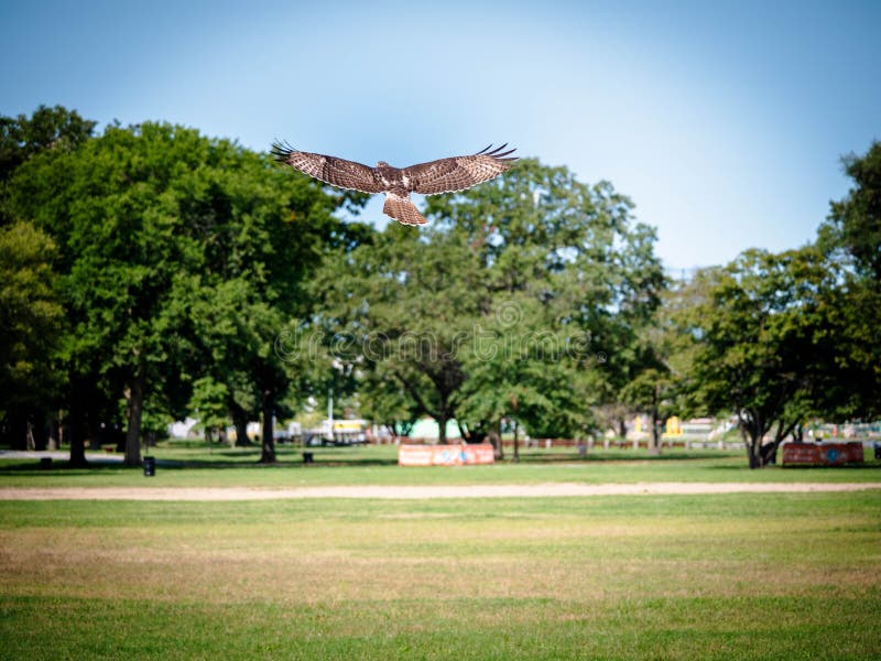 Selective Focus Shot of a Red-tailed Hawk Flying in a Grass Park Stock ...