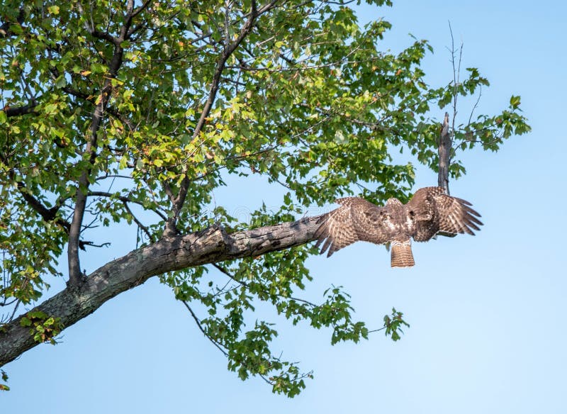 Selective Focus Shot of a Red-tailed Hawk Flying To a Tree Stock Image ...