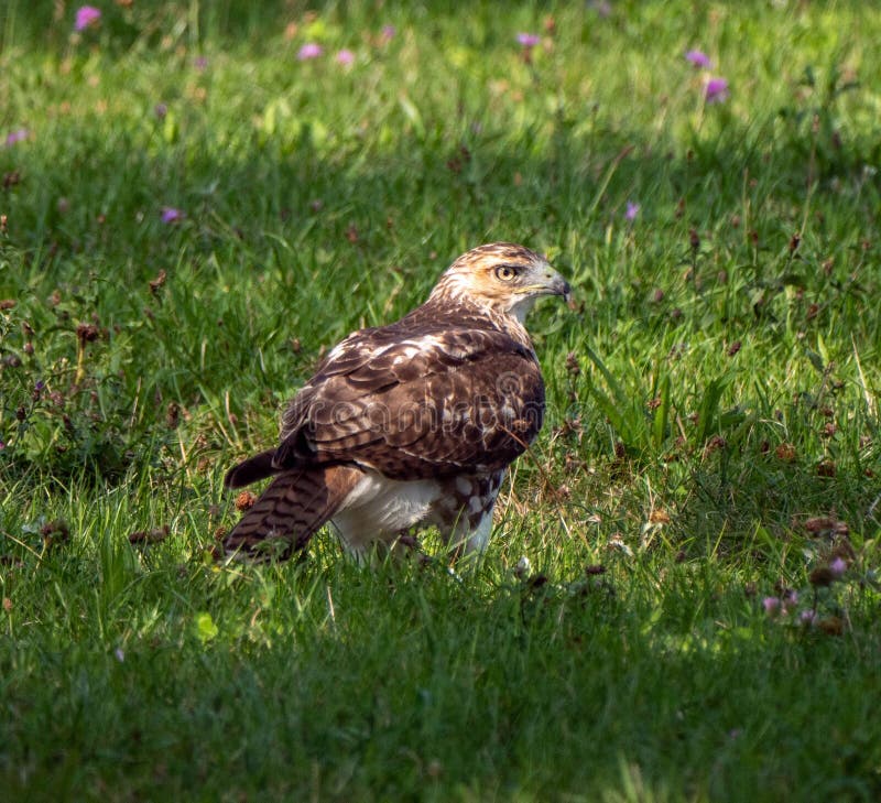 Selective Focus Shot of a Red-tailed Hawk in a Grass Field Stock Image ...