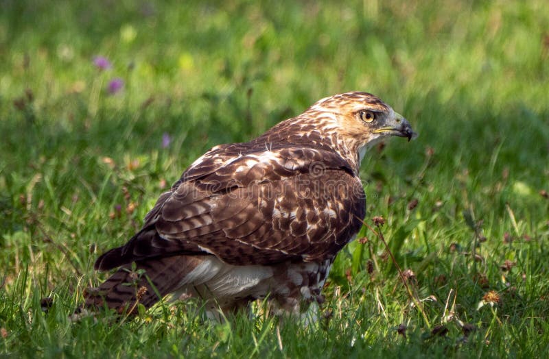 Selective Focus Shot of a Red-tailed Hawk in a Grass Field Stock Image ...