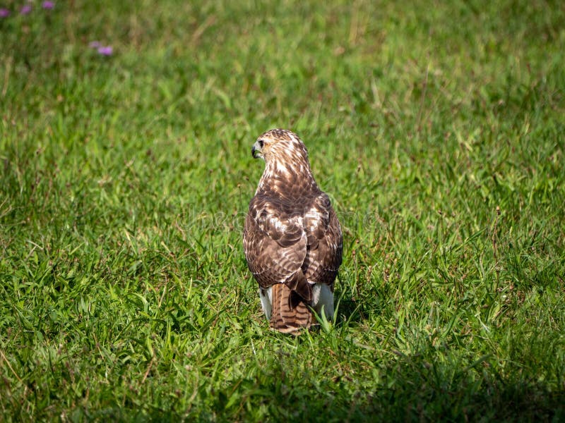 Selective Focus Shot of a Red-tailed Hawk in a Grass Field Stock Photo ...