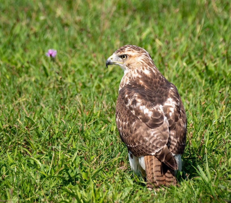 Selective Focus Shot of a Red-tailed Hawk in a Grass Field Stock Image ...