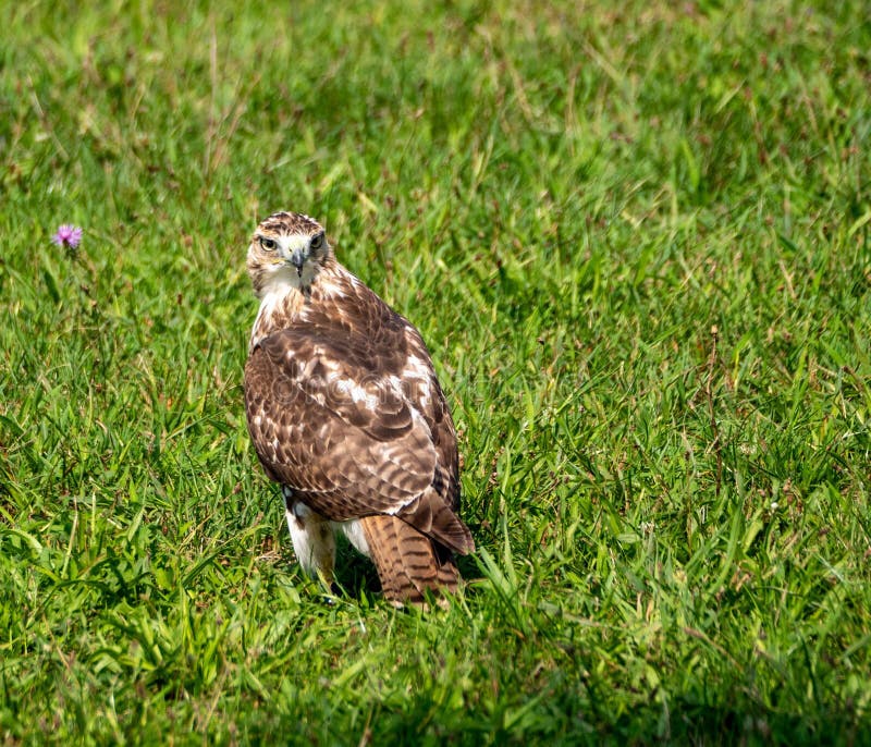 Selective Focus Shot of a Red-tailed Hawk in a Grass Field Stock Image ...