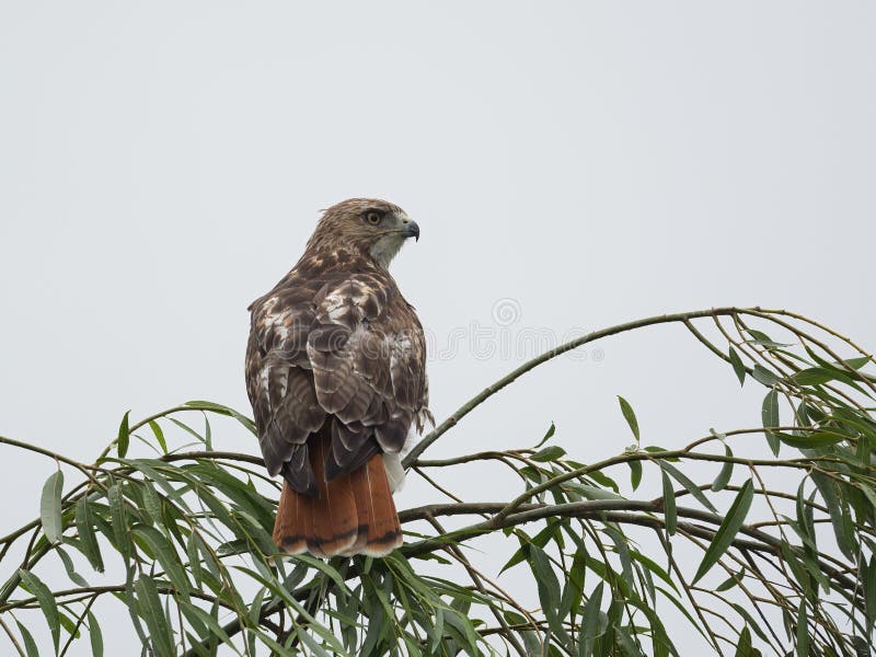 Selective Focus Shot of a Red-tailed Hawk Sitting on a Tree Branch ...