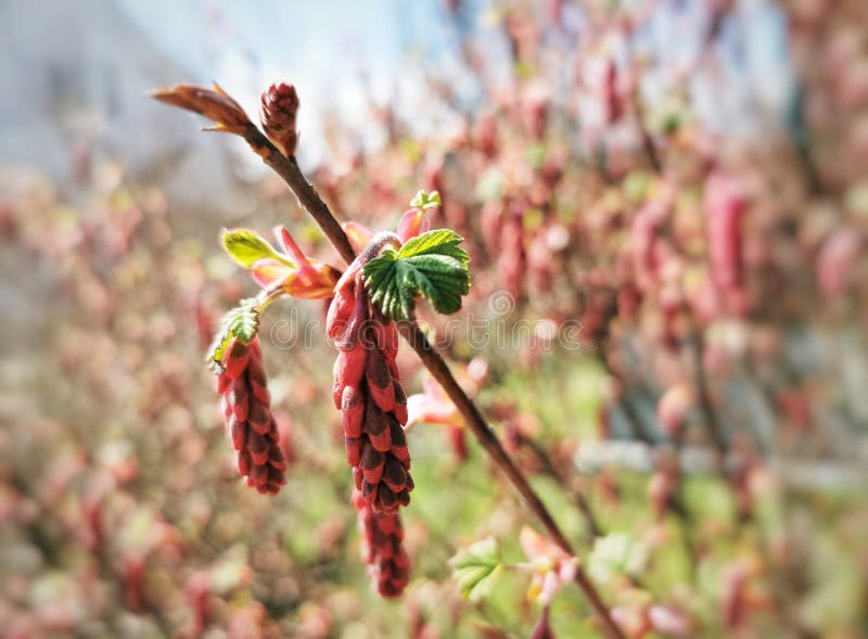 RedFlower stock image. Image of kumar, hyderabad, hitesh - 50265821