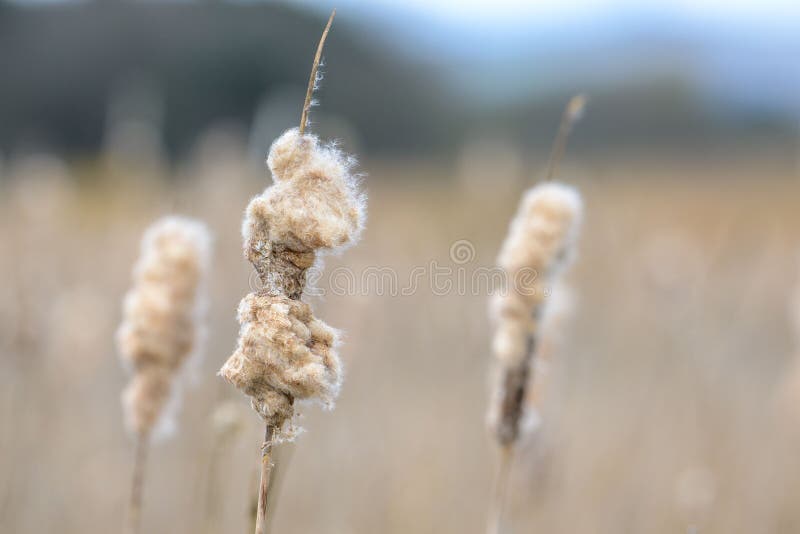 Selective Focus Shot of a Reedmace Seed Head in a Field Stock Photo ...