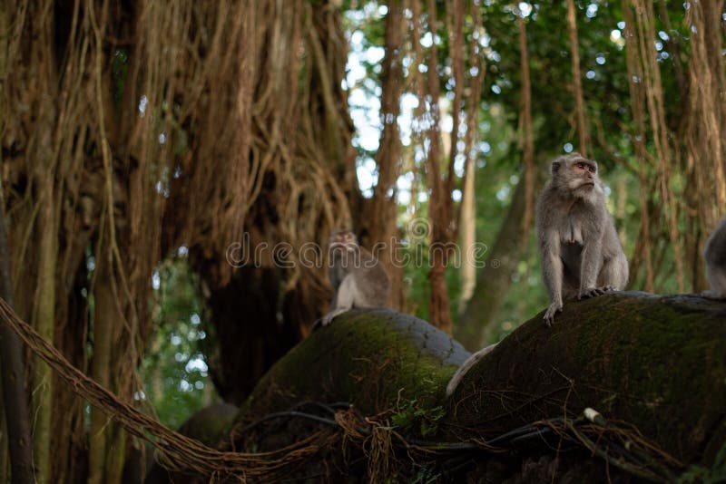 Selective Focus Shot of a Rhesus Macaque (Macaca Mulatta) Standing on a ...