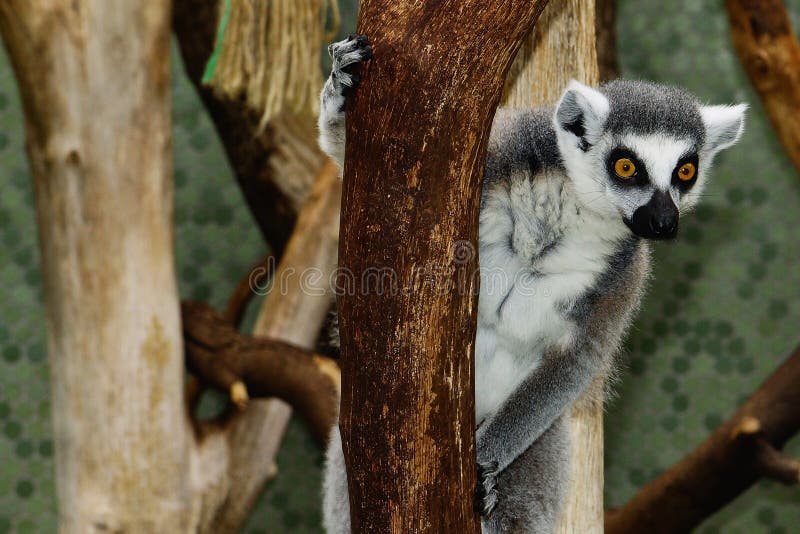 Shot put ring stock photo. Image of sport, green, throw - 39041694