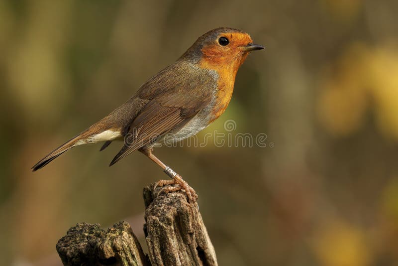 Selective Focus Shot of Robin in the Forest Stock Photo - Image of ...