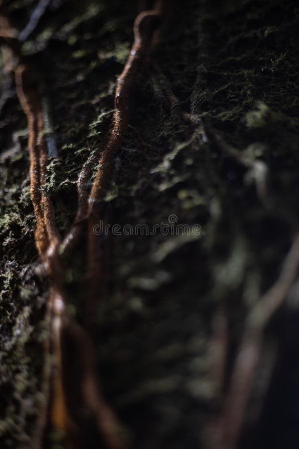 Selective Focus Shot of the Roots of a Panama Tree Stock Photo - Image ...