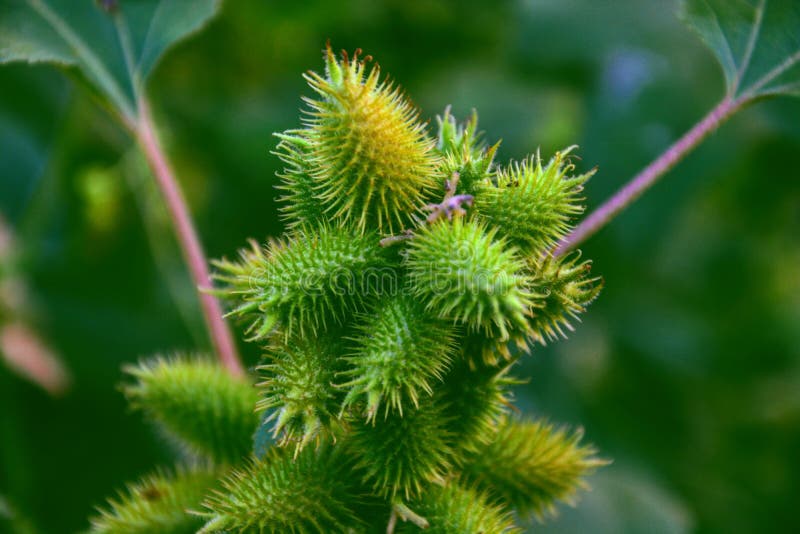 Selective Focus Shot of a Rough Cocklebur Plant Stock Image - Image of ...