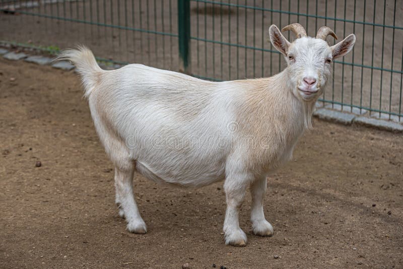 Russian goat stock photo. Image of goat, animal, russian - 96407714