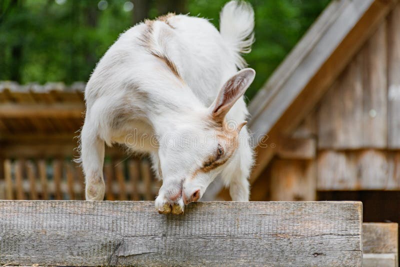 Selective Focus Shot of Russian White Goat with a Bokeh Background ...