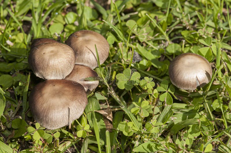 Selective Focus Shot of Russula Integra Fungi Growing in the Grass ...