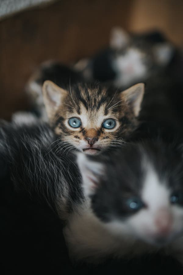 Selective Focus Shot of a Scared Baby Tabby Cat with Blue Eyes Staring ...