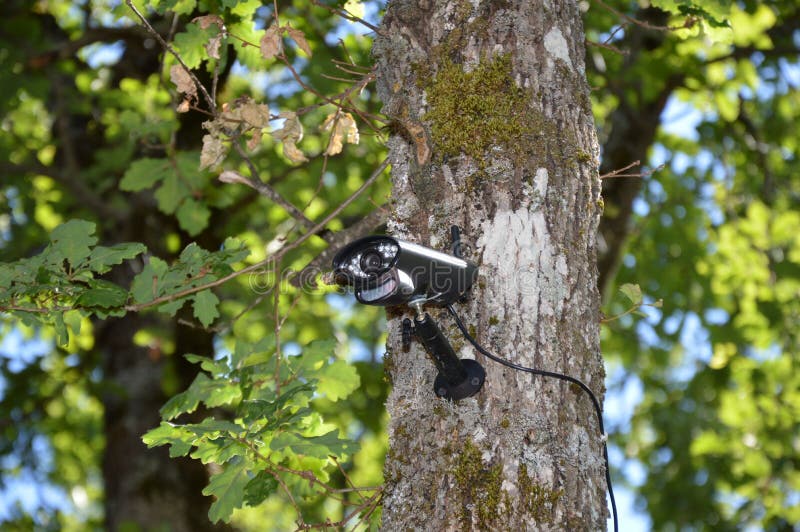 Selective Focus Shot the Security Camera Attached To the Tree Stock ...