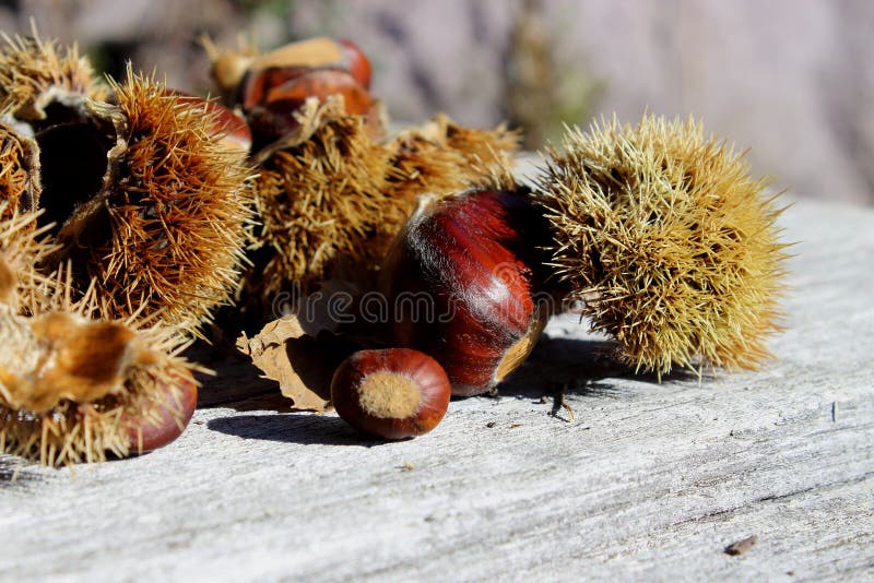 Selective Focus Shot Shiny Brown Chestnuts with Spiky Shells Stock ...