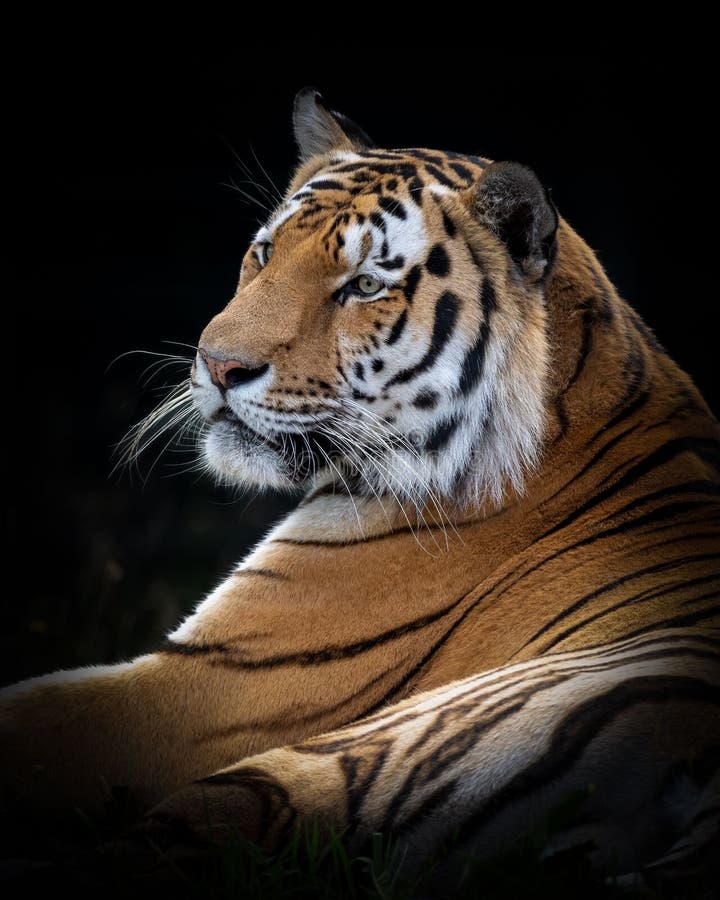 Selective Focus Shot of Siberian Tiger Stock Photo - Image of outdoors ...