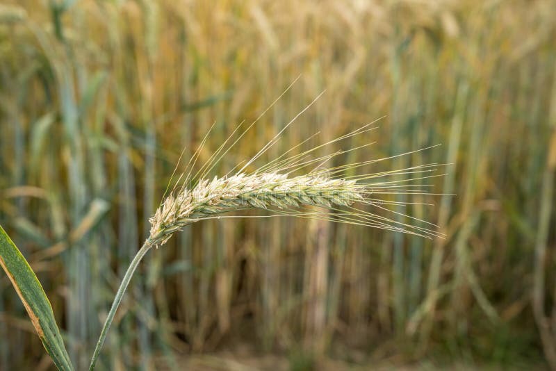 Barley plant at sunrise stock image. Image of farm, dusk - 72496767