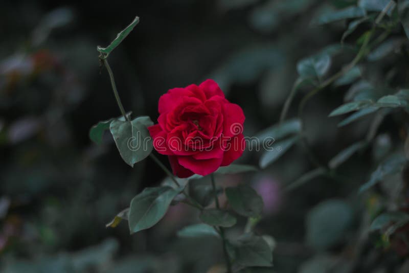 Selective Focus Shot of a Single Blooming Bright Red Rose Stock Photo ...