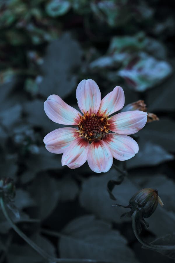 Selective Focus Shot of Single-flowered Dahlia Flower in a Garden Stock ...