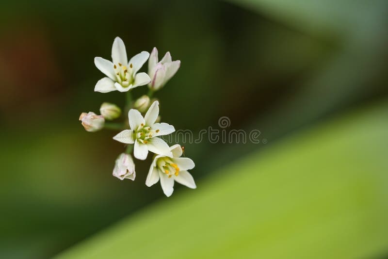 False Garlic stock image. Image of meadows, flowers, bright - 89225019
