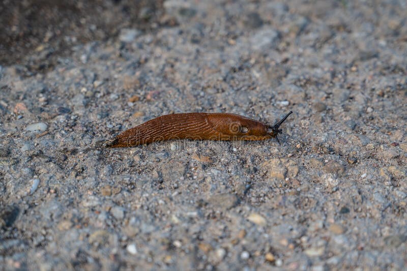 Red slug on the ground stock photo. Image of patience - 36324396