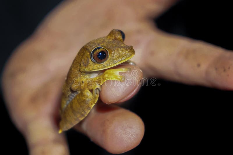 Selective Focus Shot of a Small Frog on a Human Hand Stock Image ...
