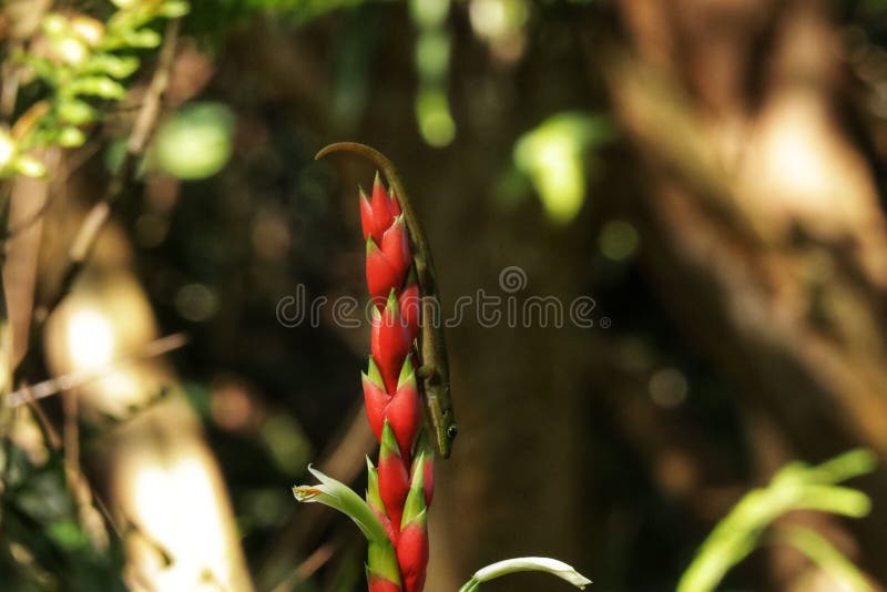 Selective Focus Shot of a Small Lizard on Red Flower Stock Illustration ...