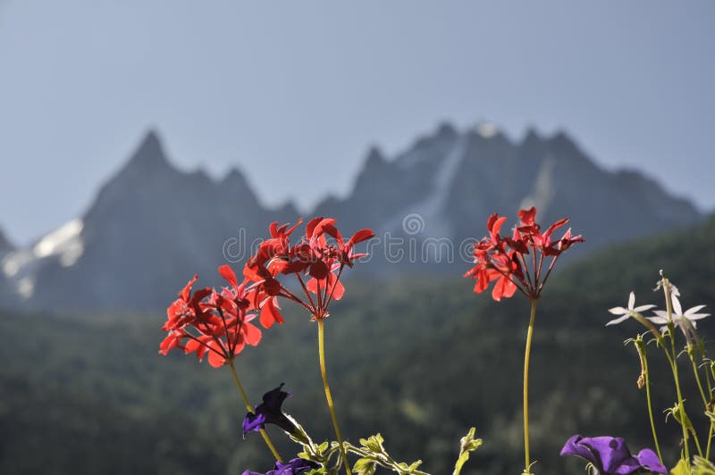 Selective Focus Shot of Small Red Flowers and the Cliffs in the ...