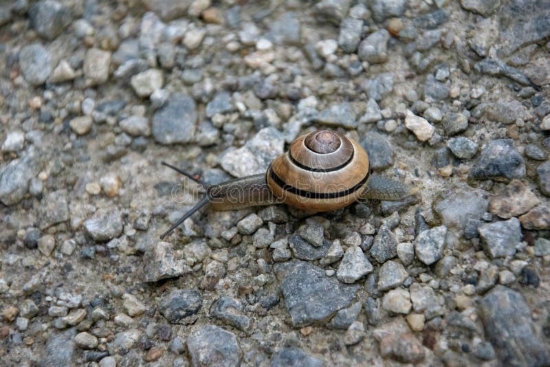 SNAIL on GrOUND stock photo. Image of invertebrate, daylight - 79650488