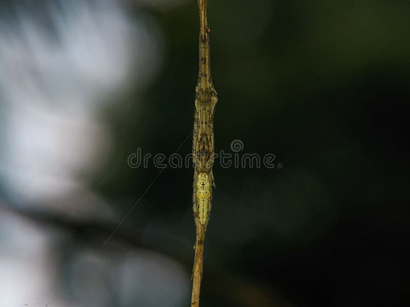Selective Focus Shot of a Small Spider Hiding on a Thin Plant Stock ...