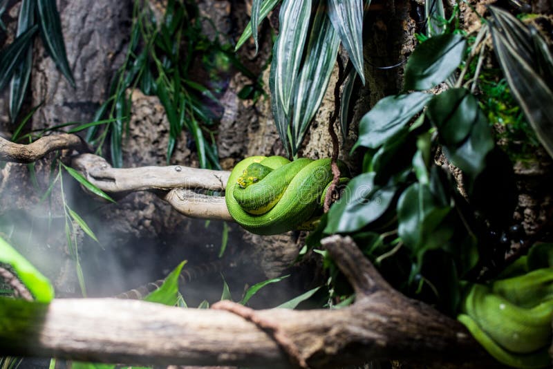 Selective Focus Shot of a Smooth Green Snake Resting on a Branch of a ...