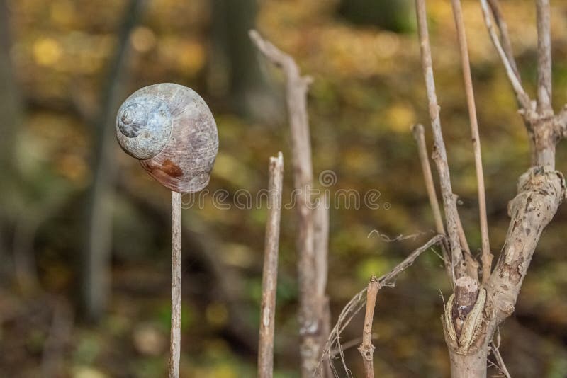 Selective Focus Shot of a Snail Shell on a Thin Stick of Wood with a ...