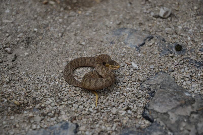 Selective Focus Shot of a Snake Stock Image - Image of shot, selective ...