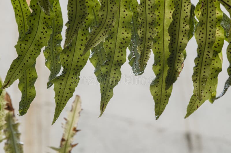Selective Focus Shot of Some Long Hanging Algae with Black Dots Stock ...