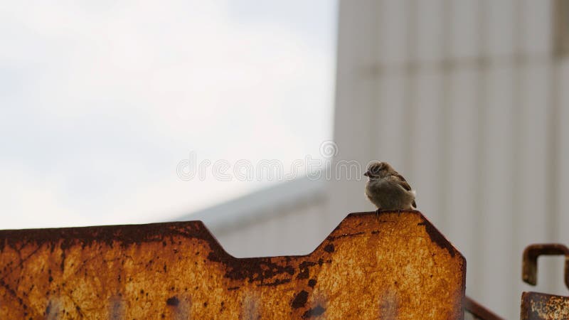 Selective Focus Shot of a Sparrow Sitting on a Rusty Metal Structure in ...
