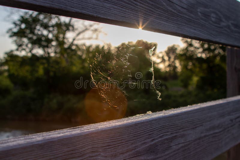 Selective Focus Shot of Spider Web on the Bridge Under the Sunlight ...