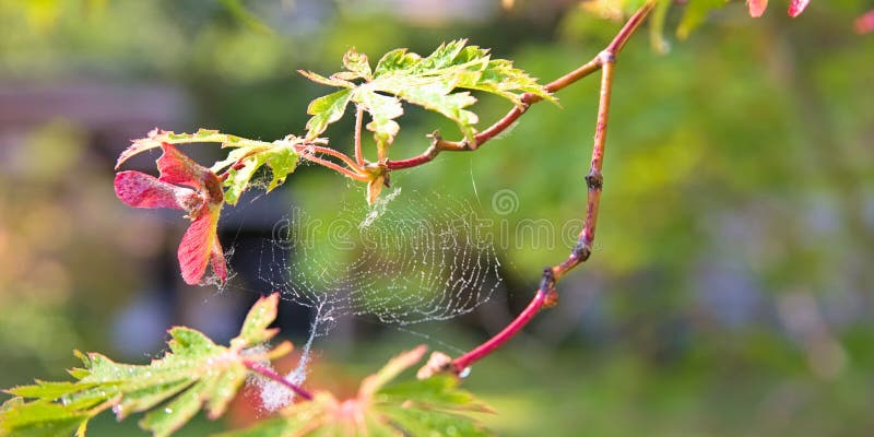 Branches of Maple with Wet Spring Leaves in Rainy Weather Stock Image ...