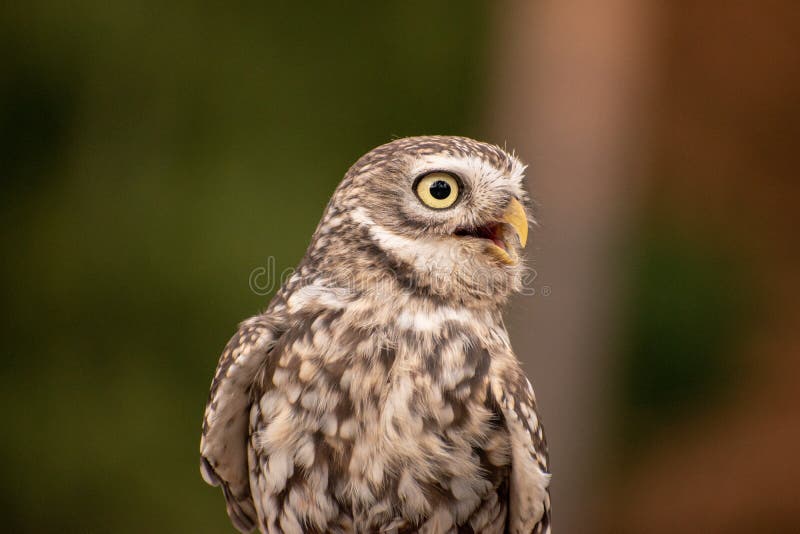 Selective Focus Shot of a Spotted Brown Little Owl Stock Image - Image ...